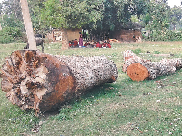 Timber smuggling on rise in Parsa