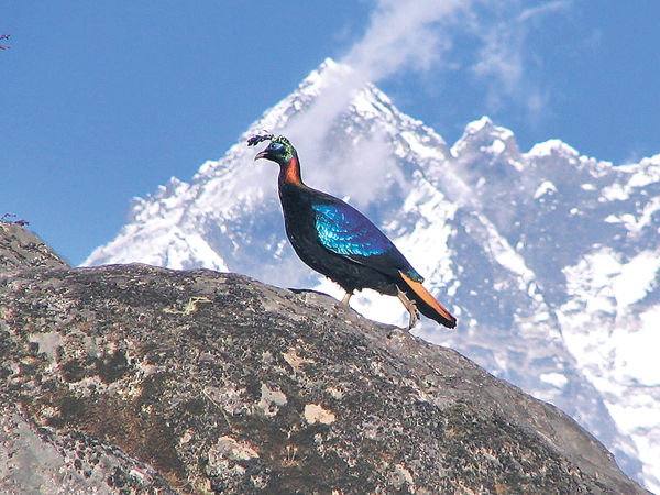 Poaching of protected birds goes unchecked