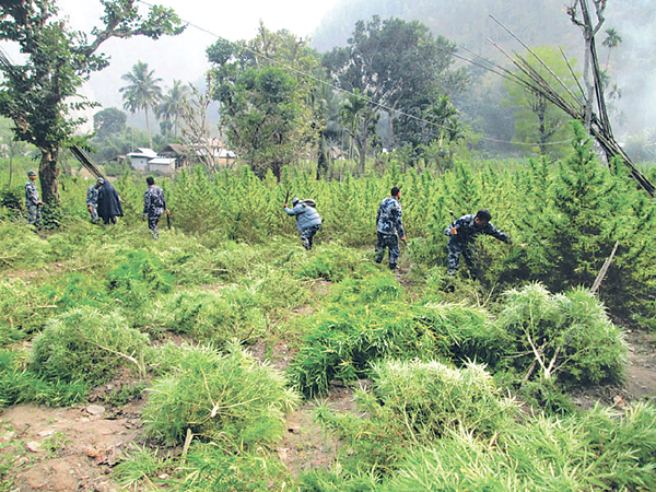 Farming of marijuana rife in Parsa villages