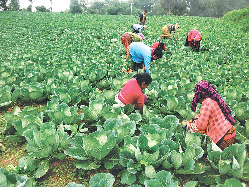 Dhankuta village exports veggies worth Rs370m