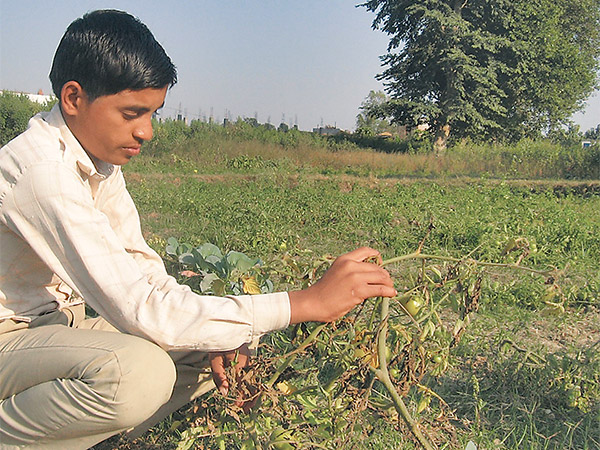 Uninsured farmers hit as disease strikes crops