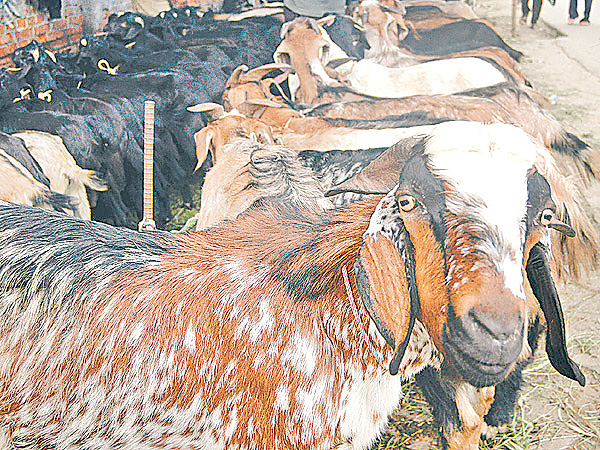 ‘Prioritise commercial goat farming’