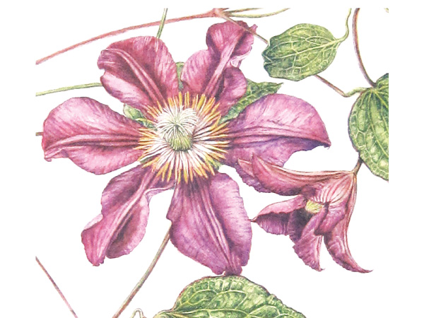 Botanical art workshop at Patan Museum