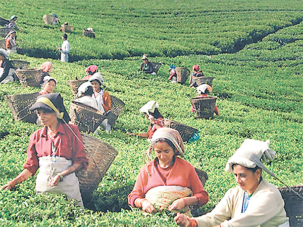 Growing organic tea a difficult task