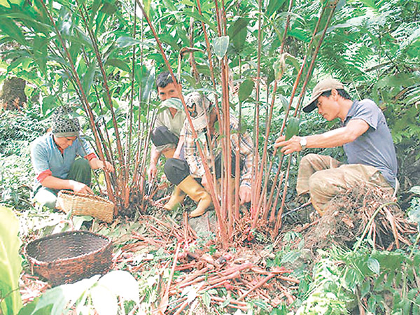 Large cardamom growers in East take home Rs1.5b