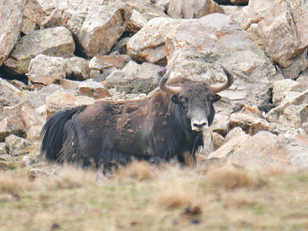 ‘Extinct’ wild yak found in Humla: Study