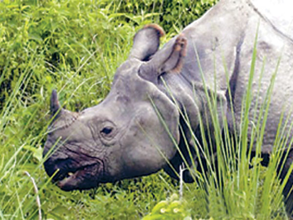Rhino population up