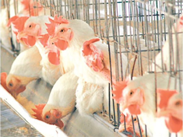 Chicken price set to rise as demand grows