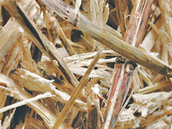 Cabinet approves using bagasse for bioenergy