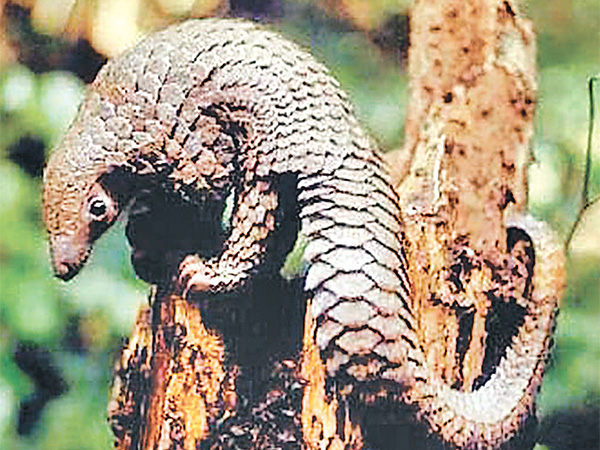 Pangolin poaching, smuggling on rise