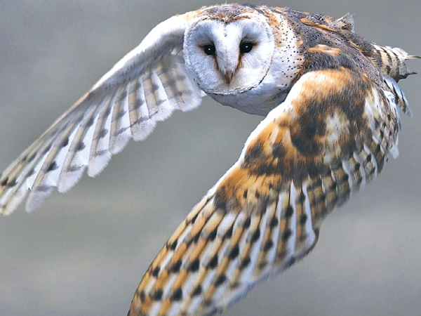 A case for the endangered owls
