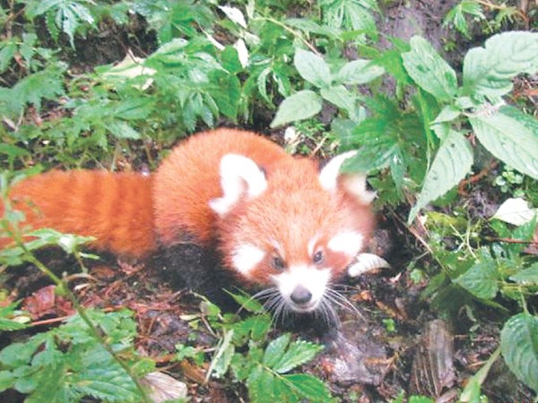 Red panda poacher arrested