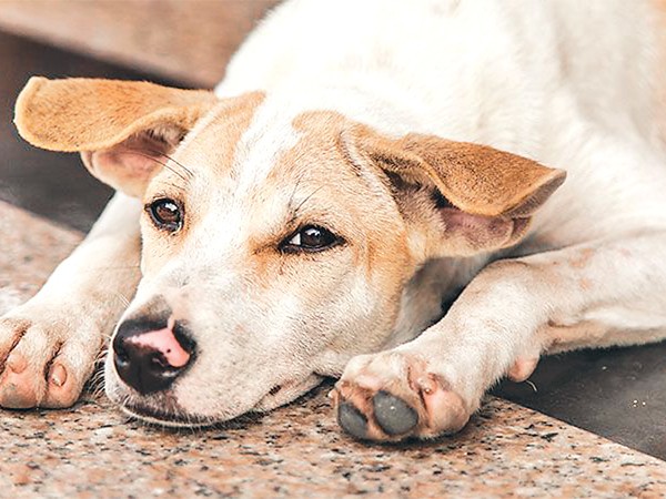 Reflectors installed on stray animals