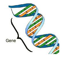 Scientists get 'gene editing' go-ahead