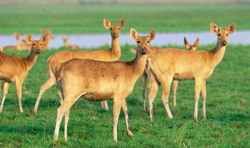 Two swamp deer moved to Bardiya from Shuklaphanta