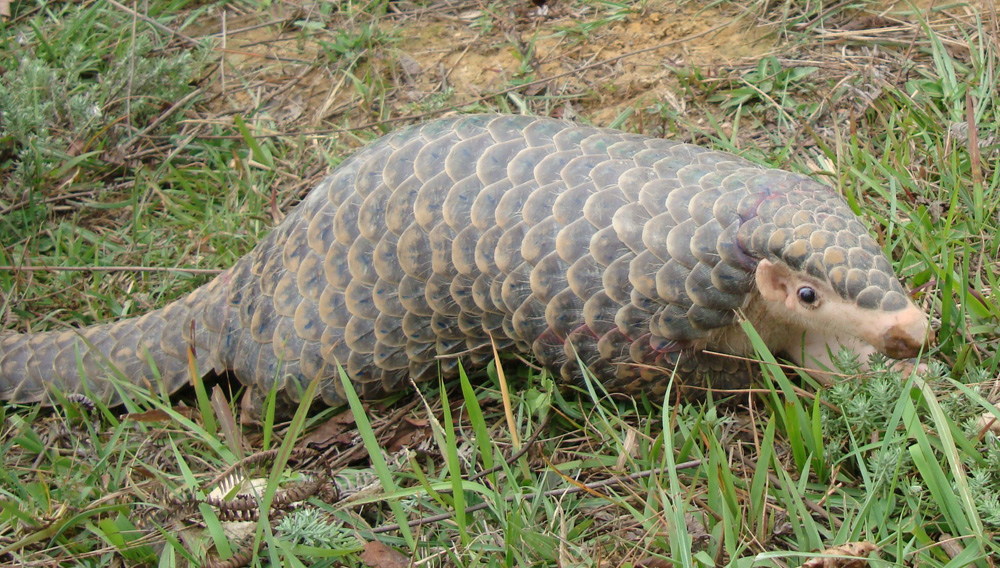 Forest users involved in pangolin conservation