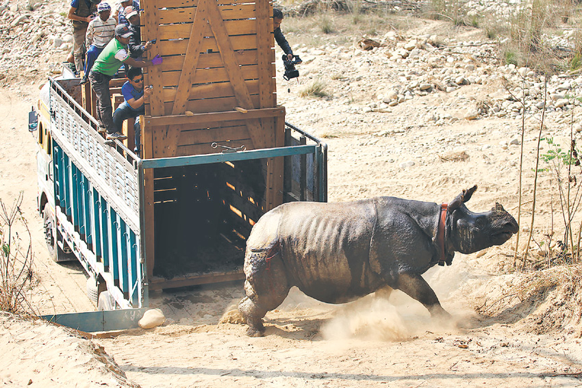 Rhino translocation resumes after 13 yrs