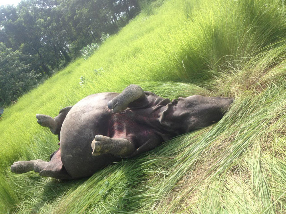 Rhino found dead