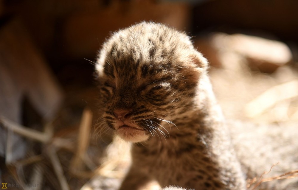Leopard gives birth to 3 cubs in abandoned house