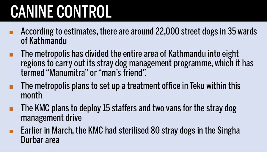 KMC to launch drive to manage stray dogs