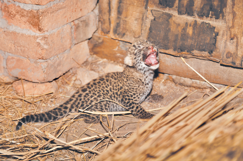 Leopard gives birth in city house