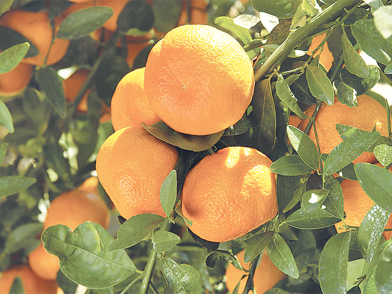 Junar price shoots up in top producer Sindhuli