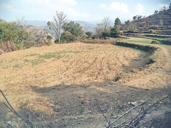 Drought causes crop failure in Far West