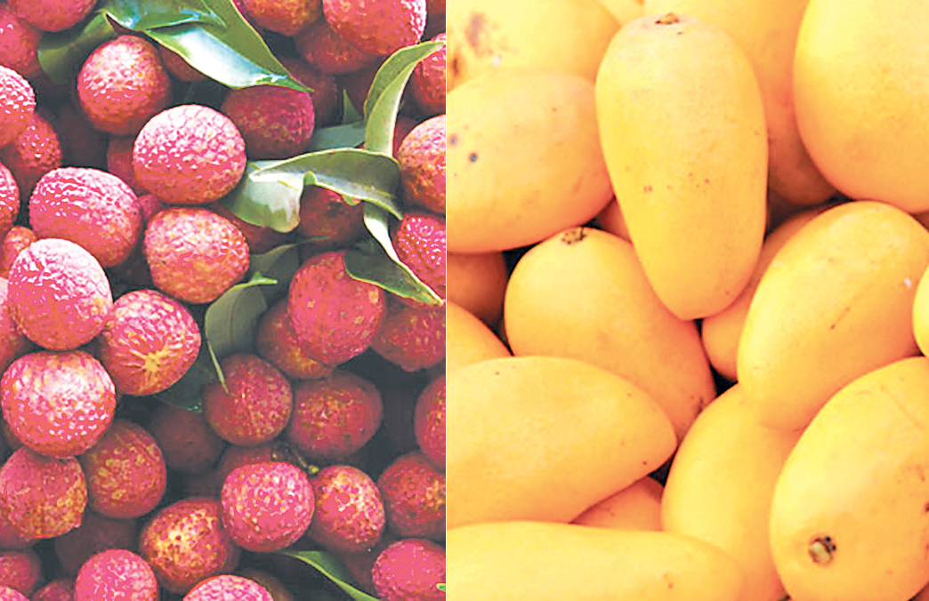 Parsa likely to see bumper harvests of mango, litchi