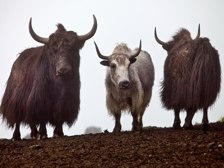 People flock to Mustang to drink yak blood