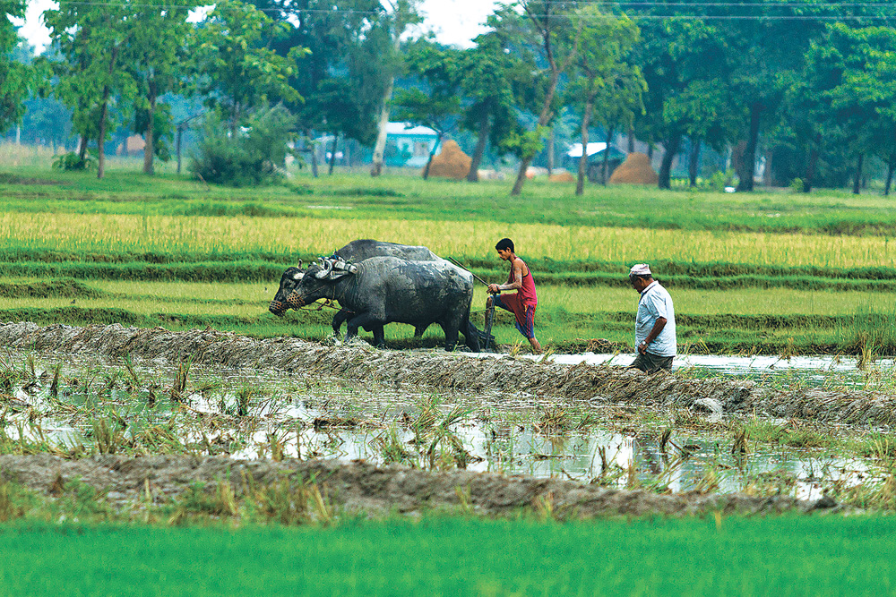Monsoon brings cheer after two years of drought