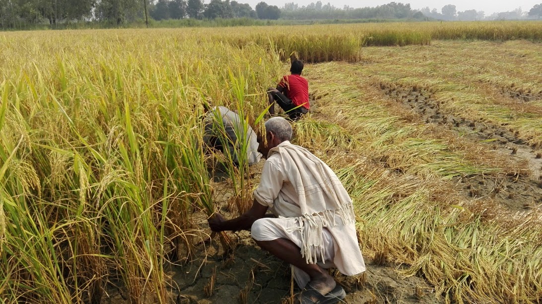 Climate-smart paddy seeds: Helping farmers survive weather shocks