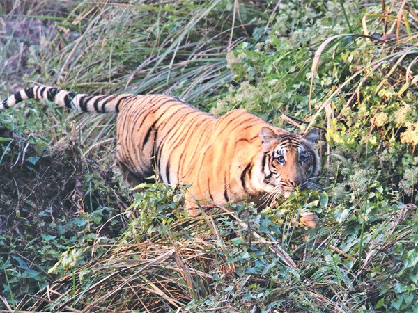 Global Tiger Day: Tiger population on upward spiral