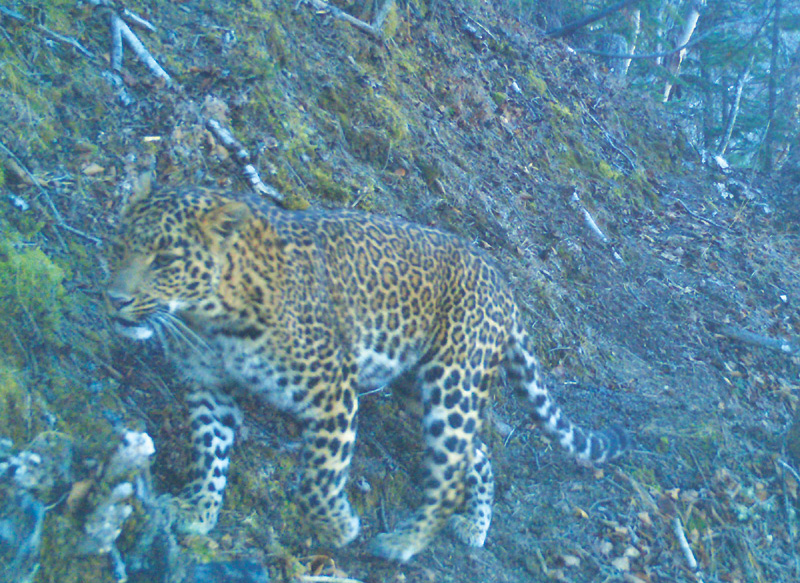 Leopards found in Manang