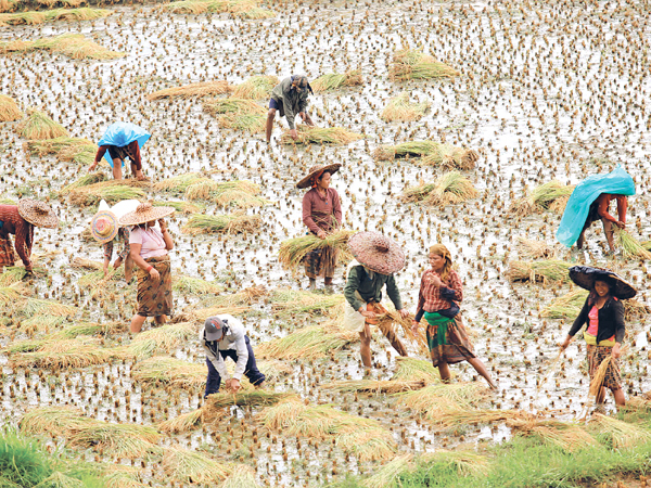 Farmer helpline being launched in 25 districts