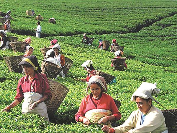 Tea exports down as production up