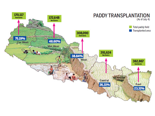 Farmers finish transplanting paddy on one-third of fields