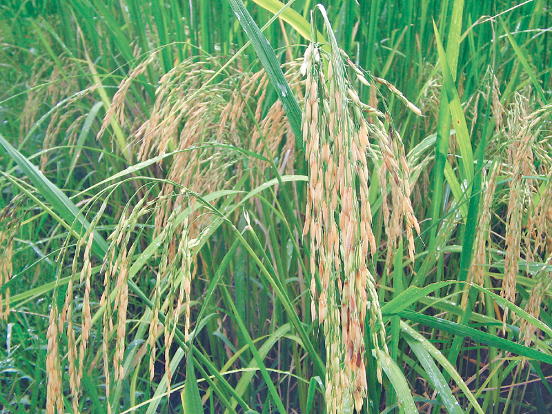 Bumper paddy harvests likely in East, Midwest