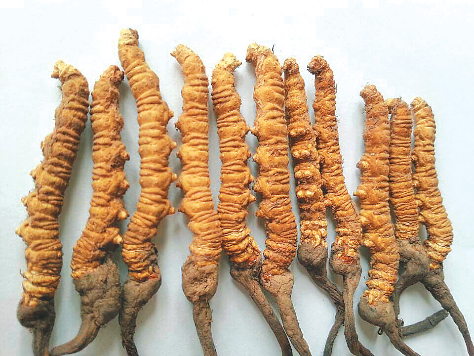 Yarsha harvest shrinks due to poor snowfalls