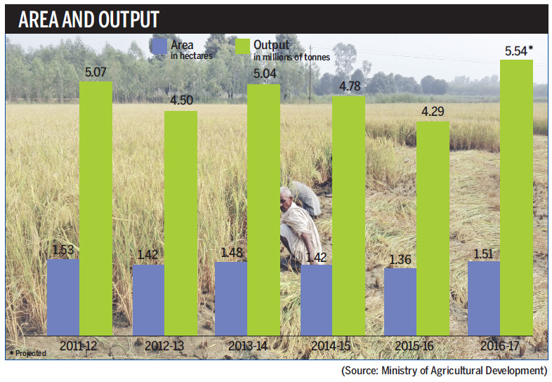 Nepal on path to record paddy harvest, says DoA