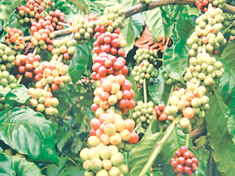 Coffee production fulfils 5pc of export demand