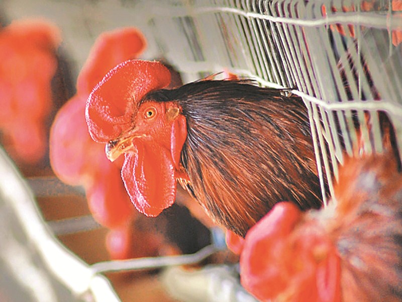 Chicken prices spike as wedding season starts