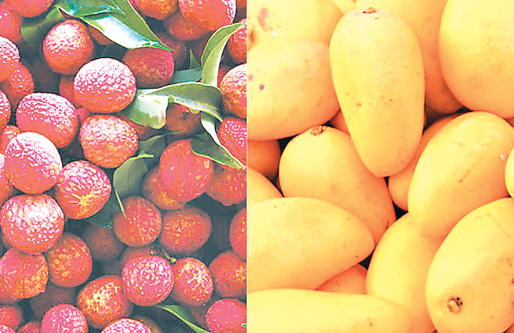 Parsa grows mangoes, litchis worth Rs150m