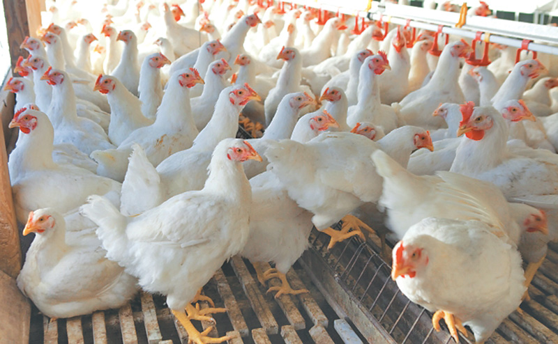 JB Poultry to spend Rs30m on new plants