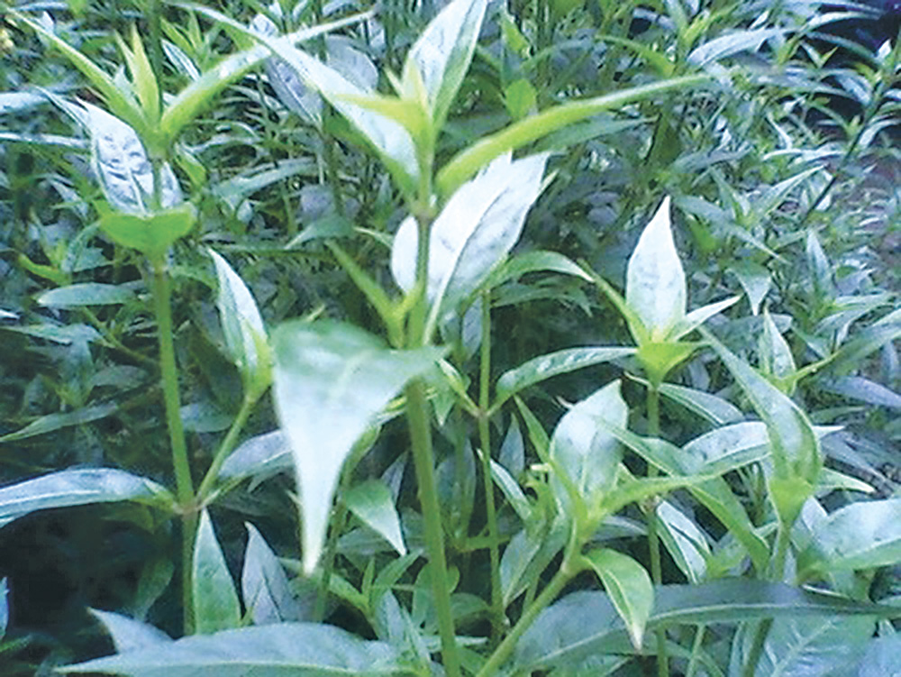 Chiraito growers switch to other crops as prices fall