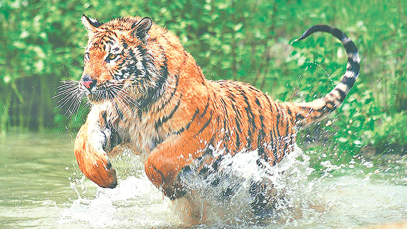 Tiger movement ‘disturbed’ along Eastwest Highway