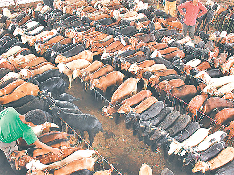 Animals worth Rs2b imported in 10 mths