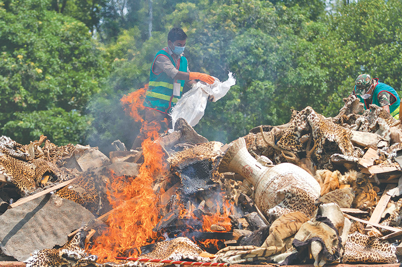 Over 4,000 valuable animal parts burned to ashes