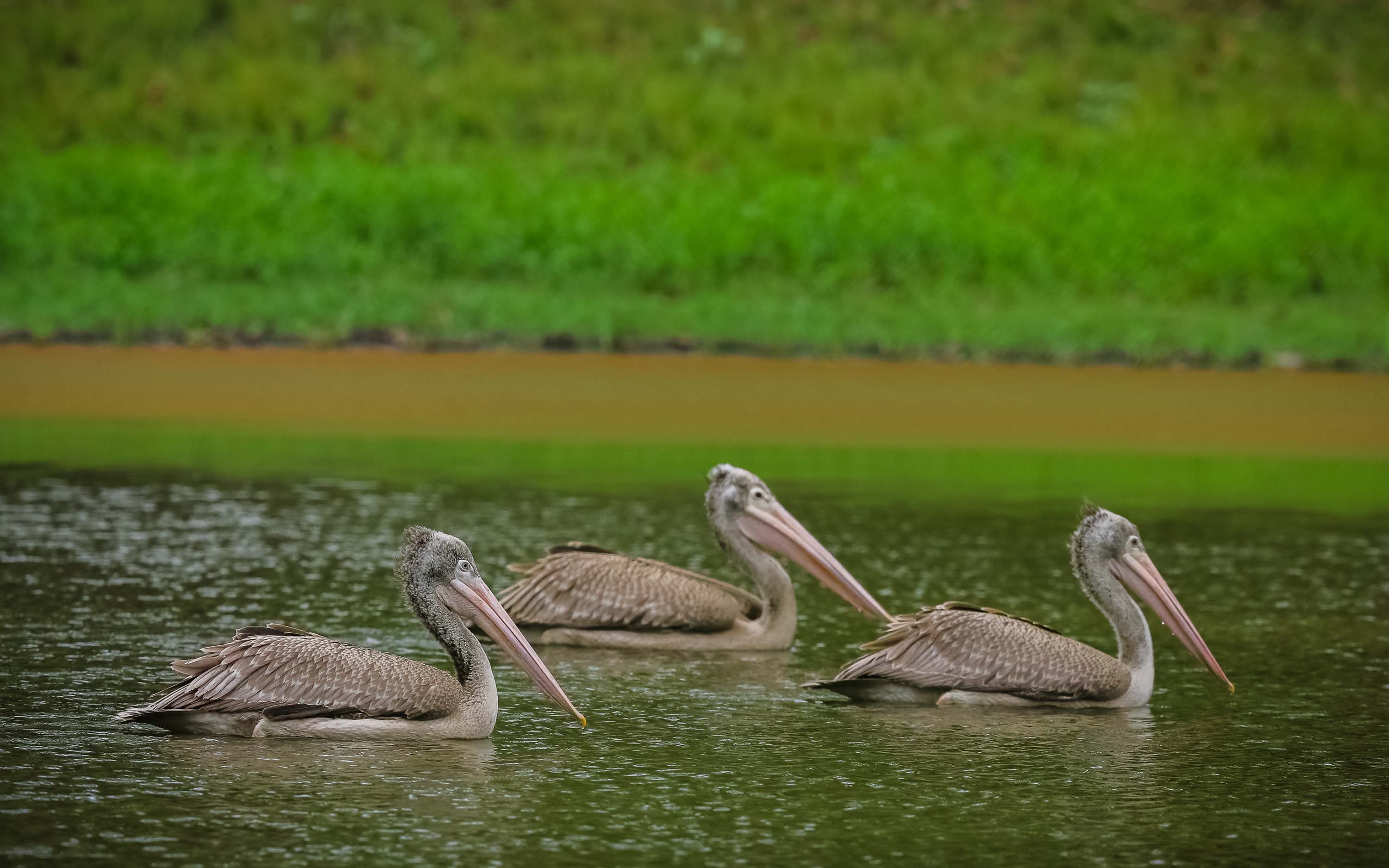 Migratory Great White Pelican spotted in Chitwan