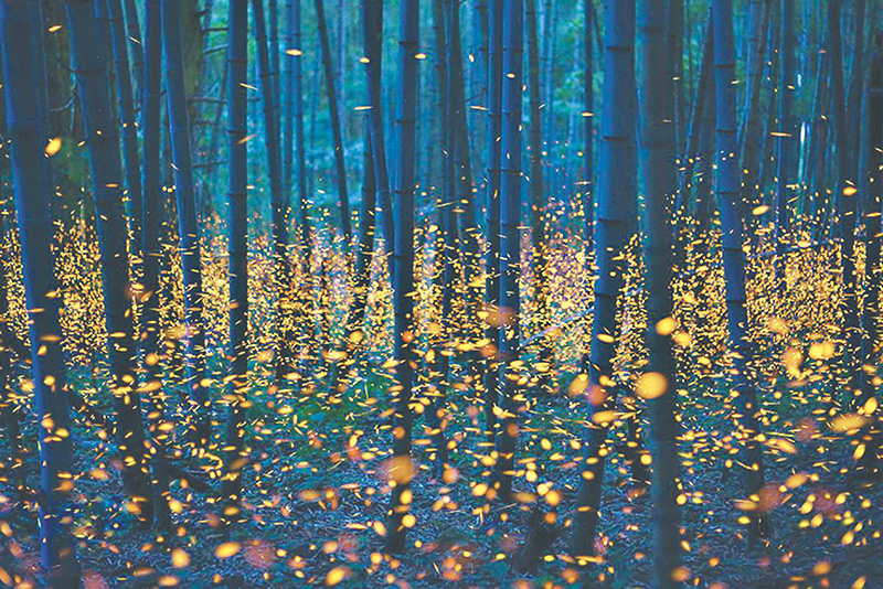 Fireflies