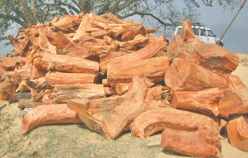 Khayar tree logging rife in Khotang VDC